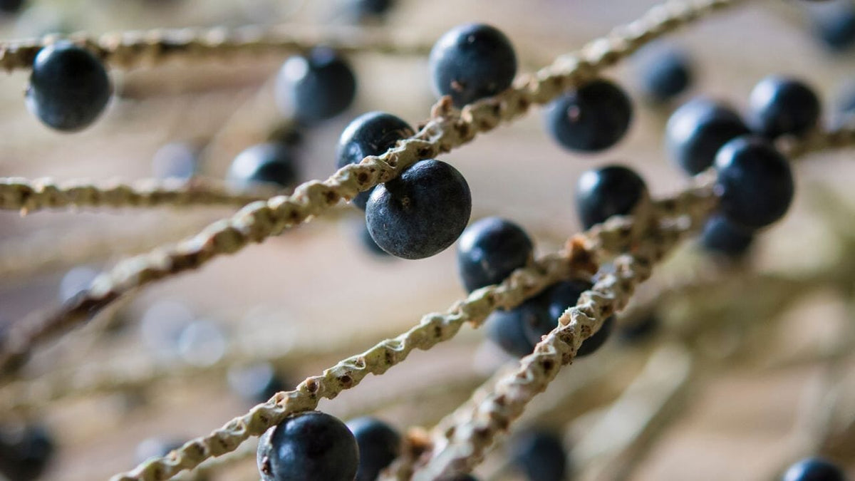 Acai Berry: Conheces os benefícios contra o excesso de peso e o colest ...